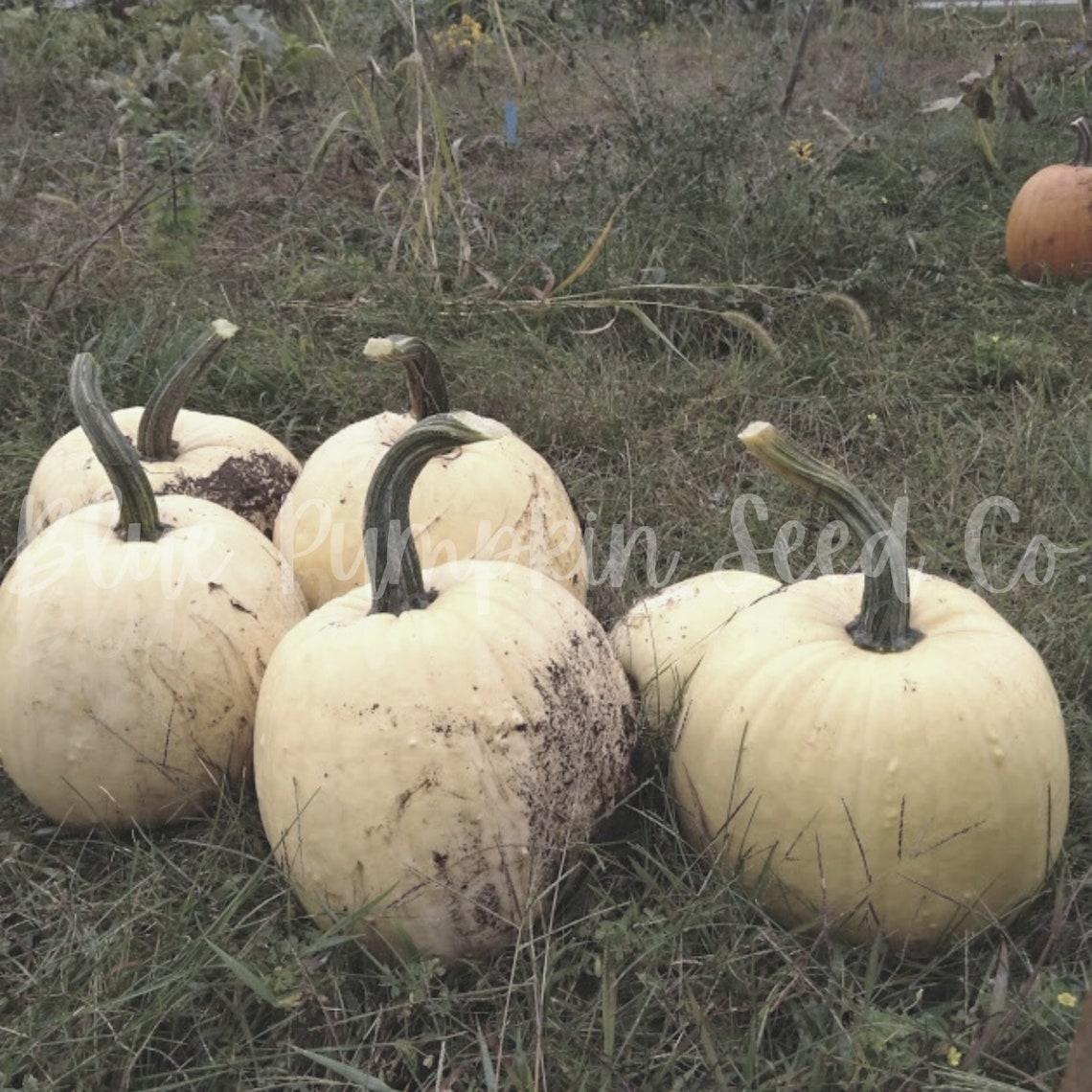 Specter Pumpkin Seeds (f1/pm/c.pepo): Cream Pumpkin, Bumpy Pumpkin ...