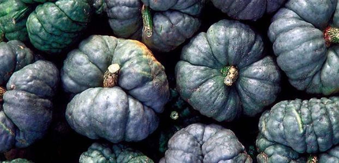 Triamble Pumpkin heirloom/op/c.maxima Seeds: Shamrock - Etsy