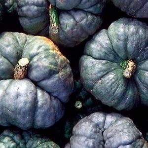 Triamble Pumpkin (heirloom/op/c.maxima) Seeds: Shamrock Squash ...