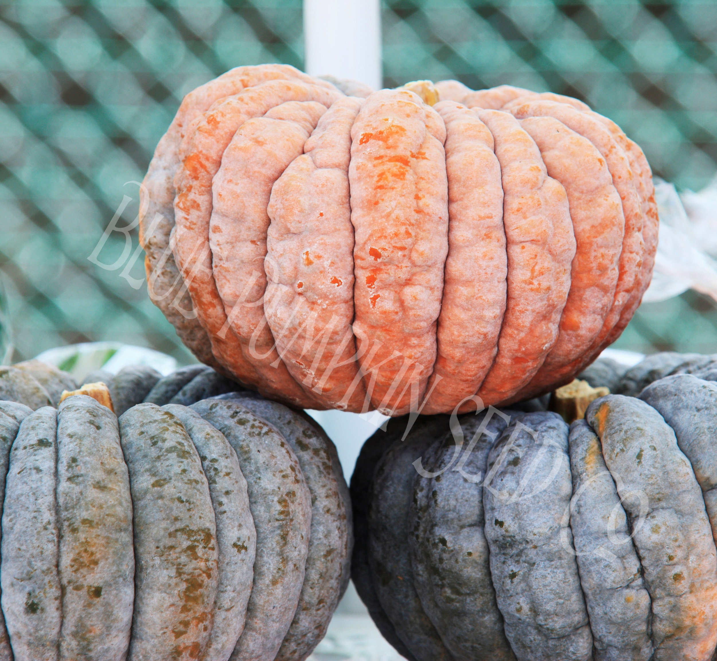 Black Futsu Pumpkin Seeds: Rare Japanese Heirloom, Delicious Nutty ...