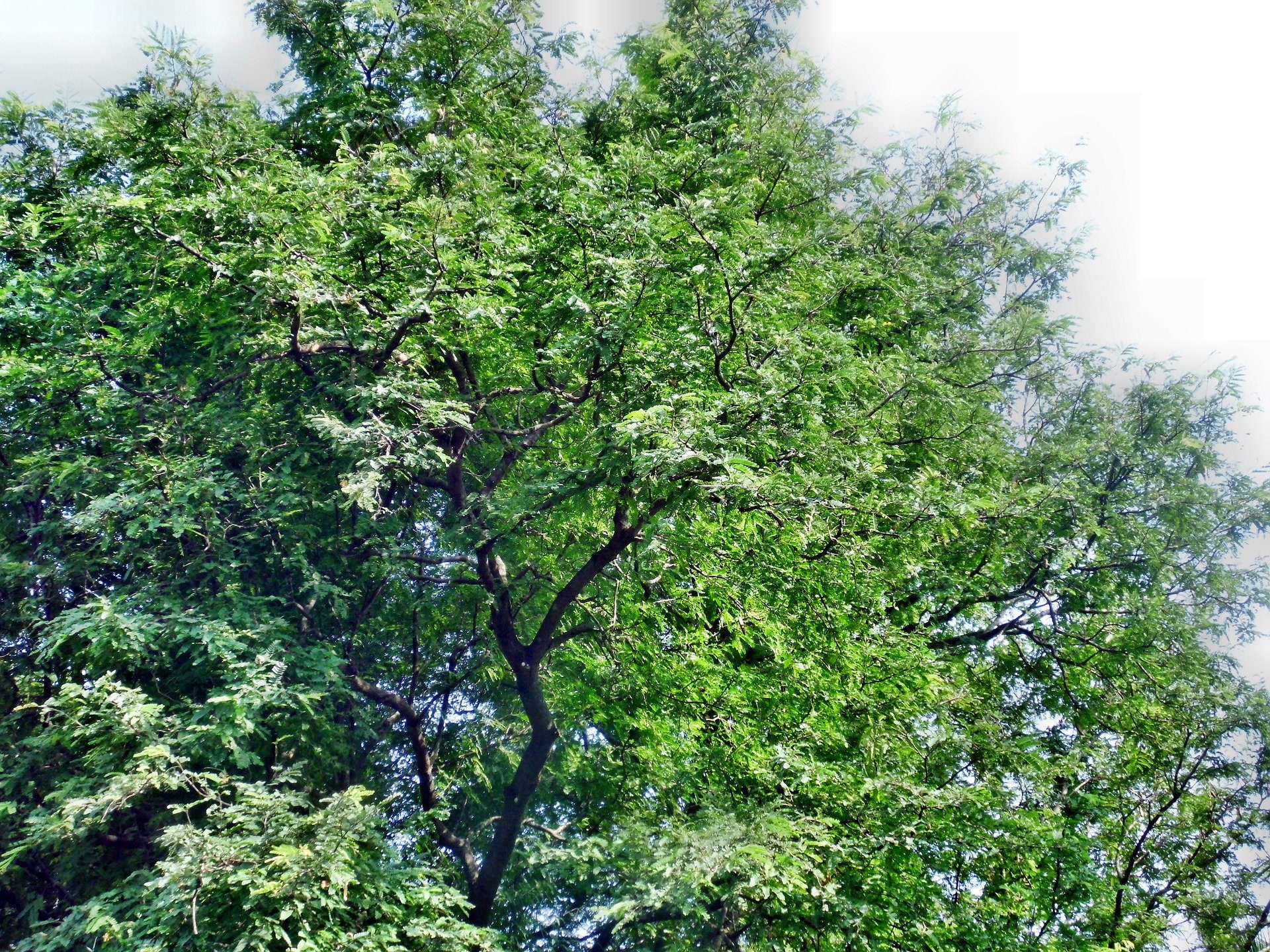 Tamarind Tree Seeds: Tamarin Tamarindo Tamarindus Indica - Etsy