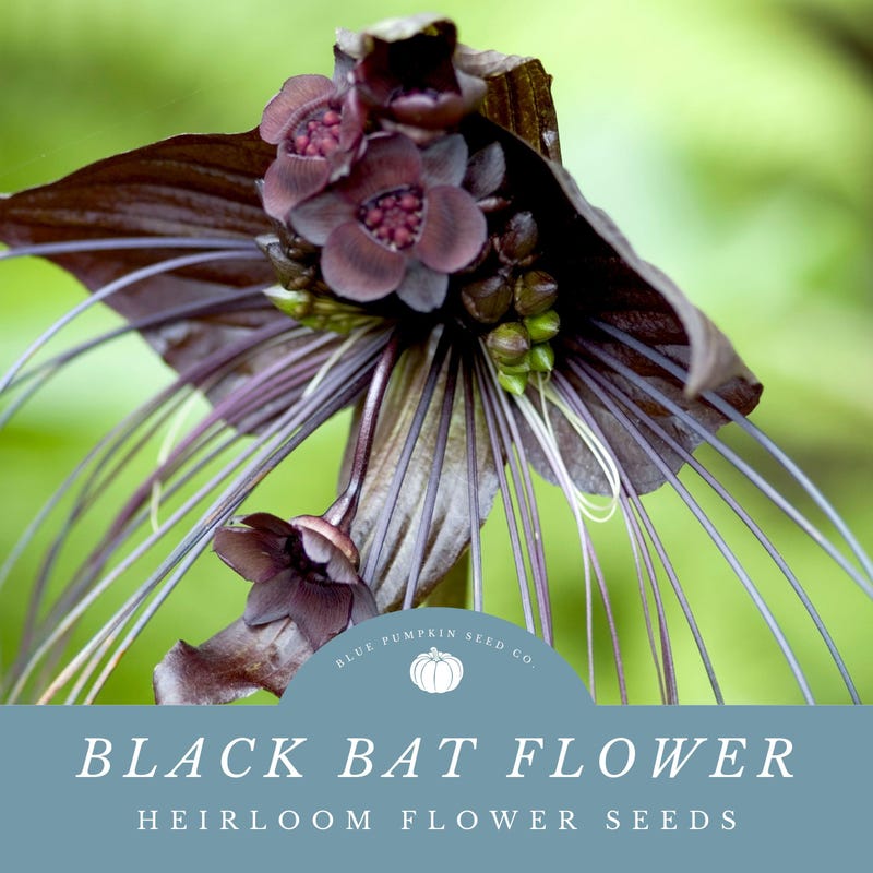 Bat Flower - Etsy