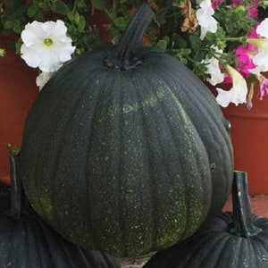 Dark Knight (F1) Pumpkin Seeds: Grow Black Pumpkins - Perfect for ...