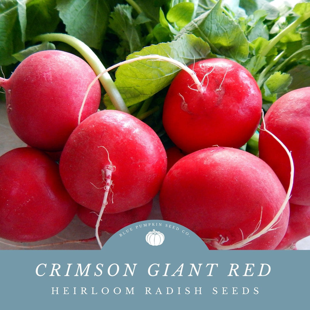 Crimson Giant Radish Seeds - Grow Delicious and Dazzling Giant Crimson ...