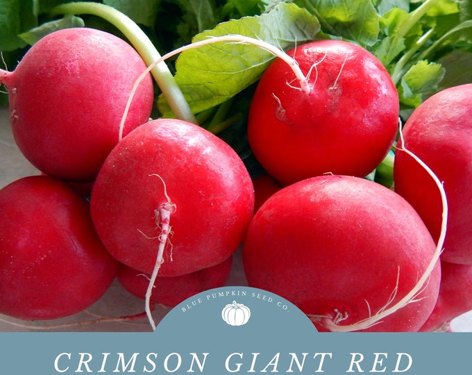 Crimson Giant Radish Seeds Grow Delicious and Dazzling Giant Crimson ...