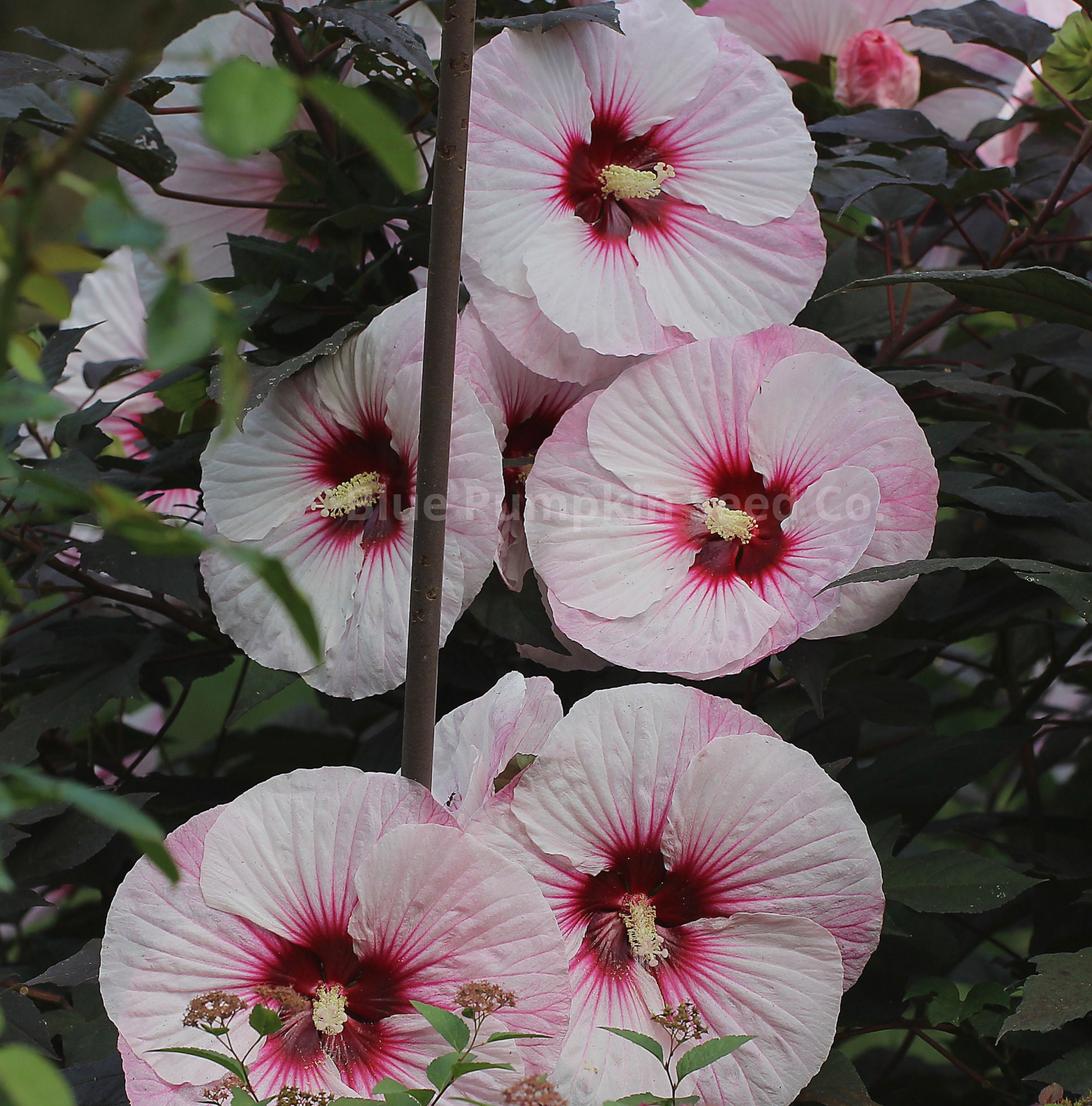 Swamp Rose Mallow (perennial): Swamp Rose, Swamp Mallow, Hibiscus ...