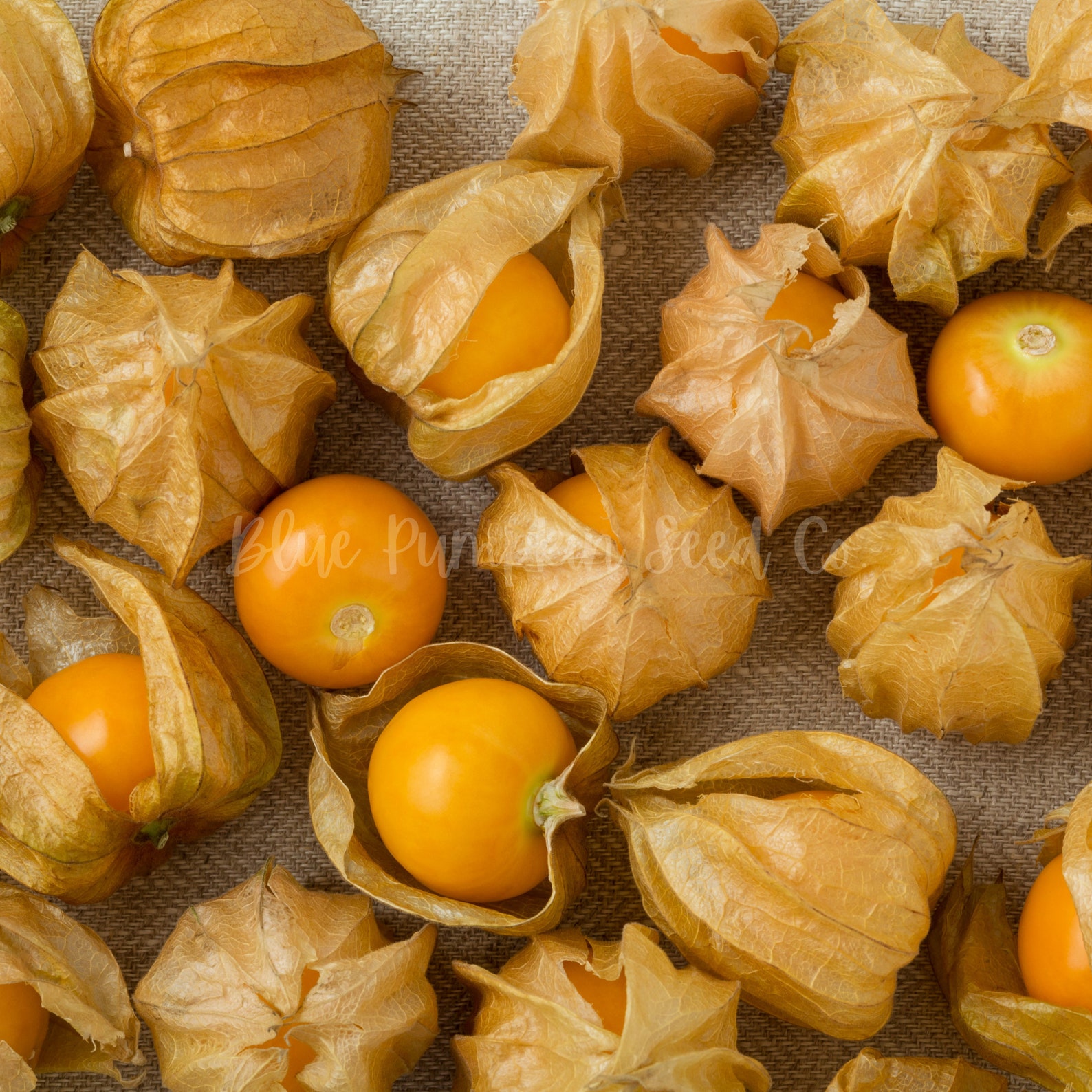 Pineapple Ground Cherry (heirloom) : Ground Cherry, Inca Berry, Golden ...