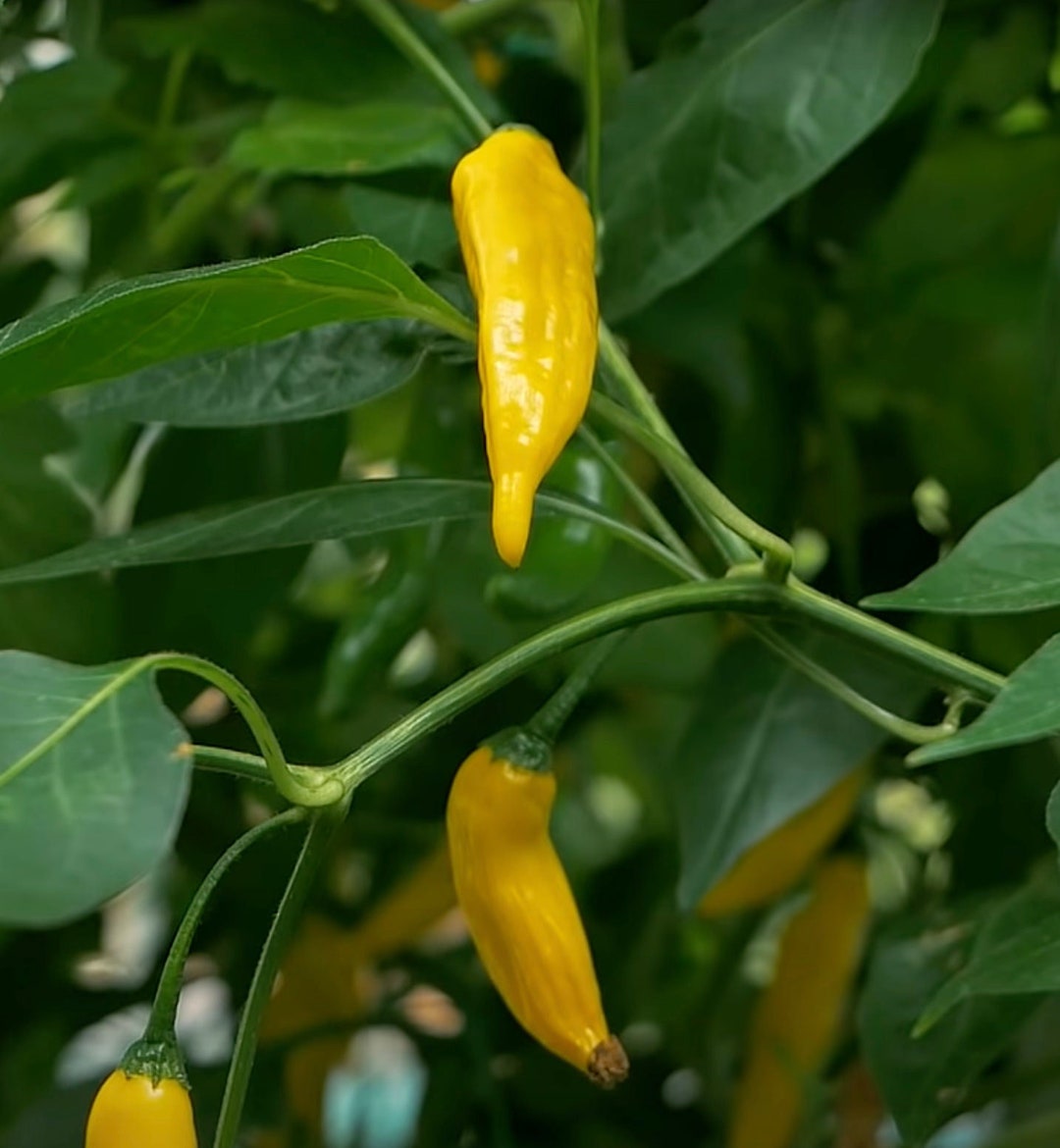 Peruvian Lemon Drop Chili Seeds (op/heirloom) : Ají Limón, Qillu Uchu ...