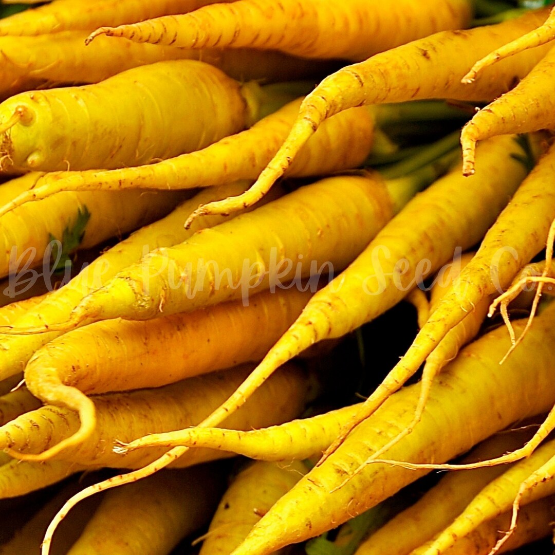Yellowstone Carrots F1 Hybrid: Yellow Carrots Imperator - Etsy