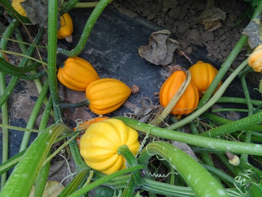 Table Gold Acorn Squash heirloom/op/c.pepo Seeds: Orange - Etsy
