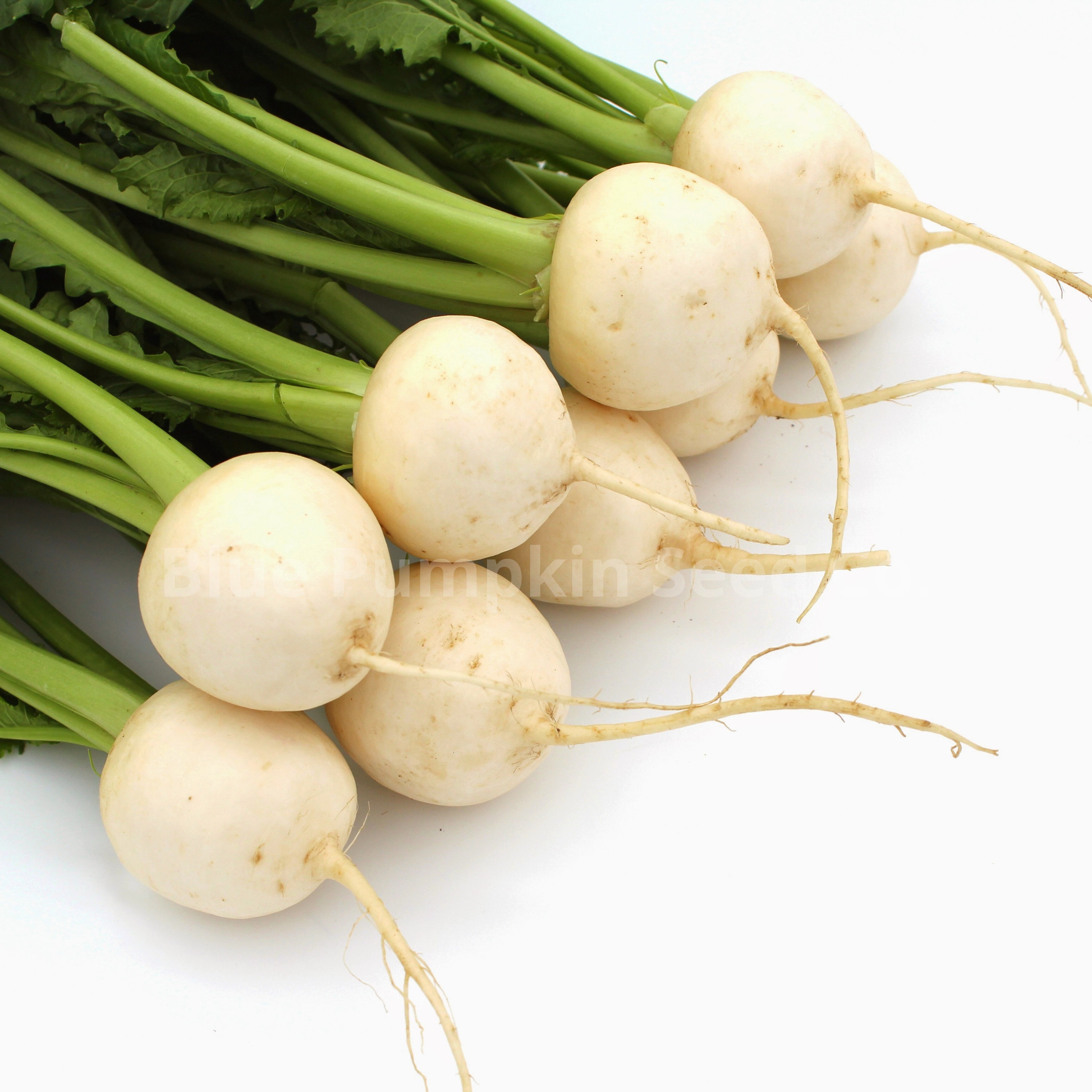 White Egg Turnip Seeds: Snowball Turnip Egg Turnip Heirloom | Etsy