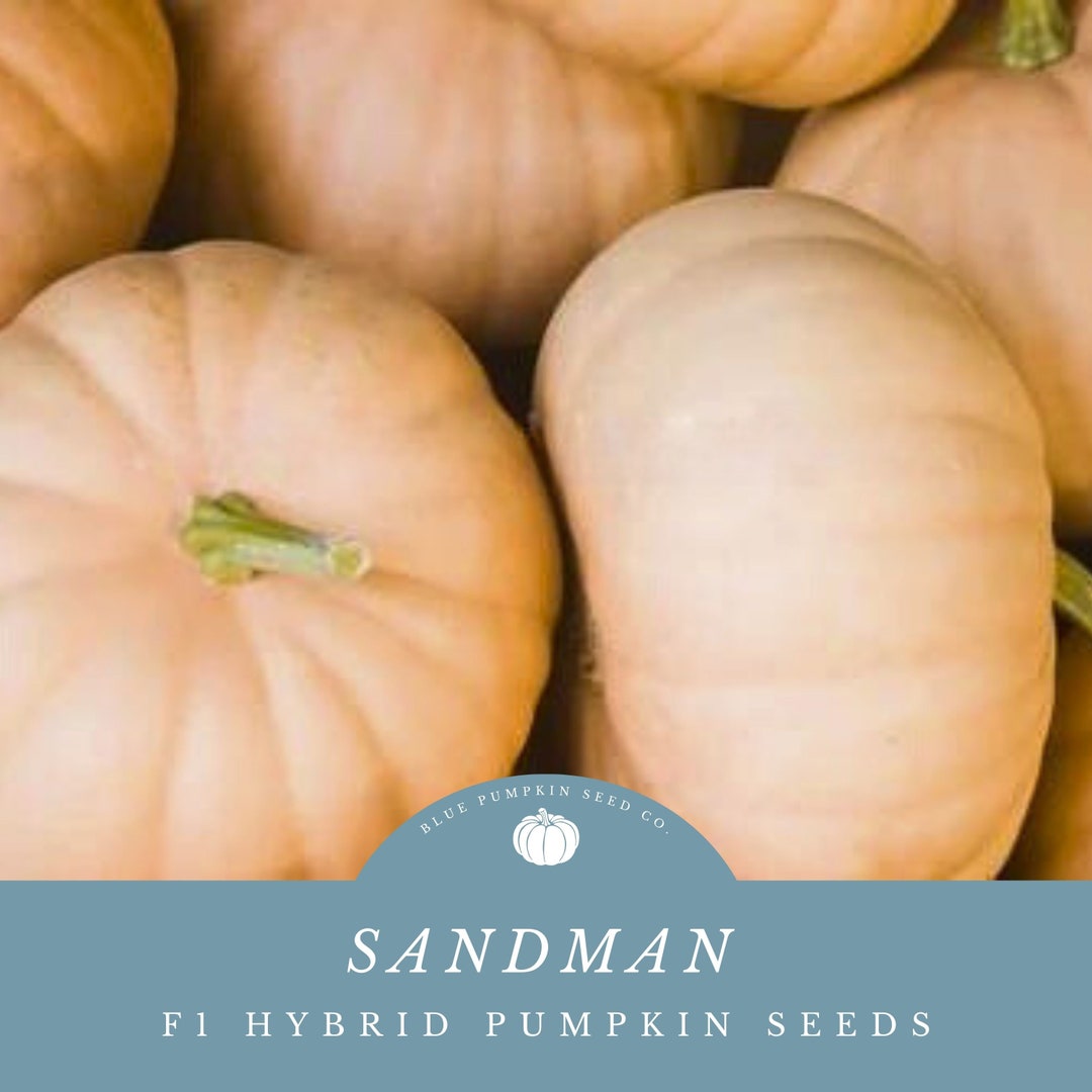Sandman Pumpkin (f1/c.maxima/treated) Seeds: Tan Pumpkin, Hybrid ...