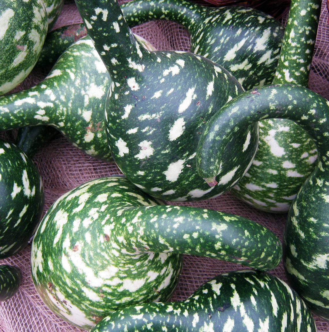Speckled Swan Gourd Seeds: Green Gourd, Swan Gourd, Green and White ...