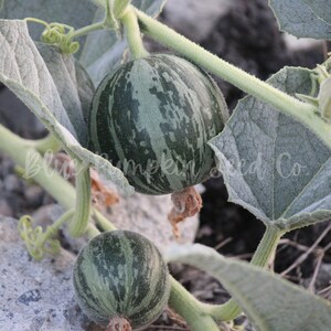 Silver Edge (heirloom/c.mixta) Seeds: Heirloom Squash, Cushaw Pumpkin ...