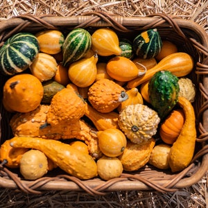 Mini Gourd (heirloom Mix/ C.pepo) Seed Mix: Fall Seed Mix, Gourd Seeds ...