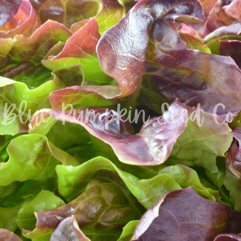 Prizehead Lettuce (heirloom/op) Seeds: Prize Head Leaf Lettuce ...