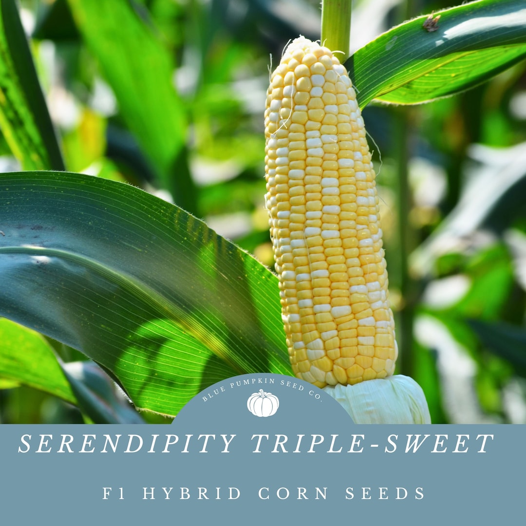 Serendipity Triple-sweet Corn Seeds: Triplesweet Corn, Triple-sweet ...