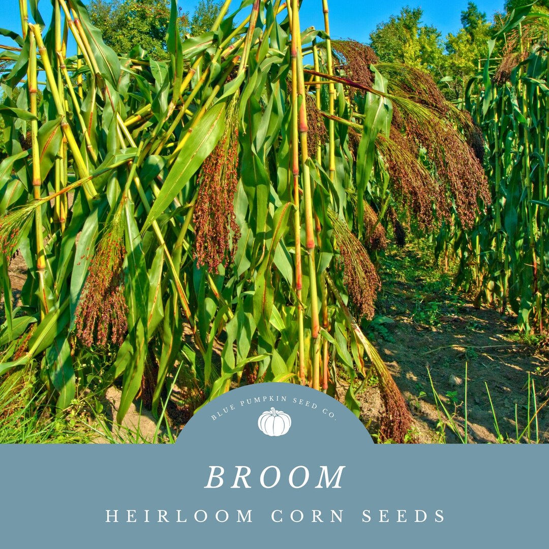 Broom Corn Seeds: Create Your Own Brooms Grow Your Own Cereal Grain - Etsy