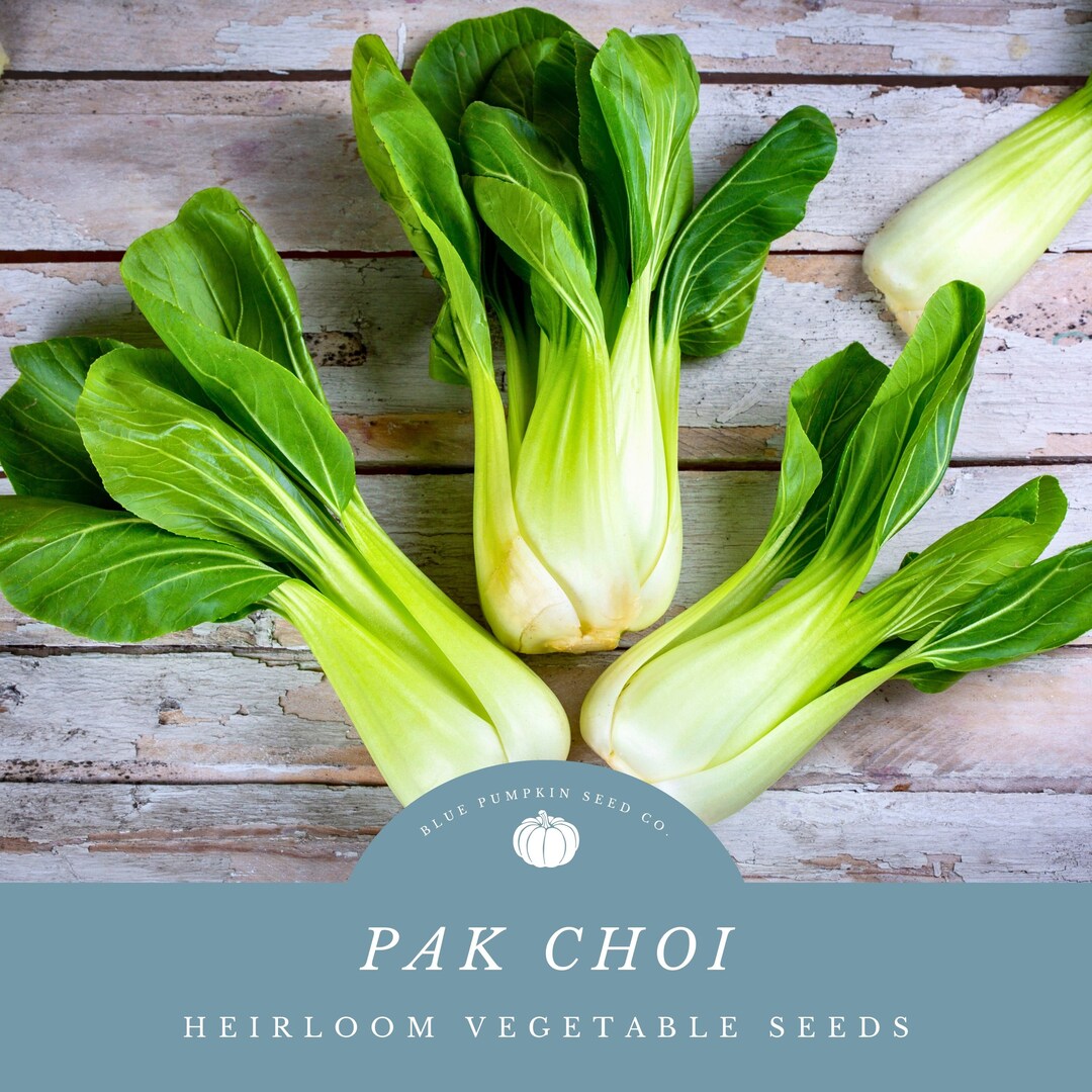 Pak Choi Seeds (heirloom): Pak Choy, Bak Choi, Bak Choy, Chinese ...