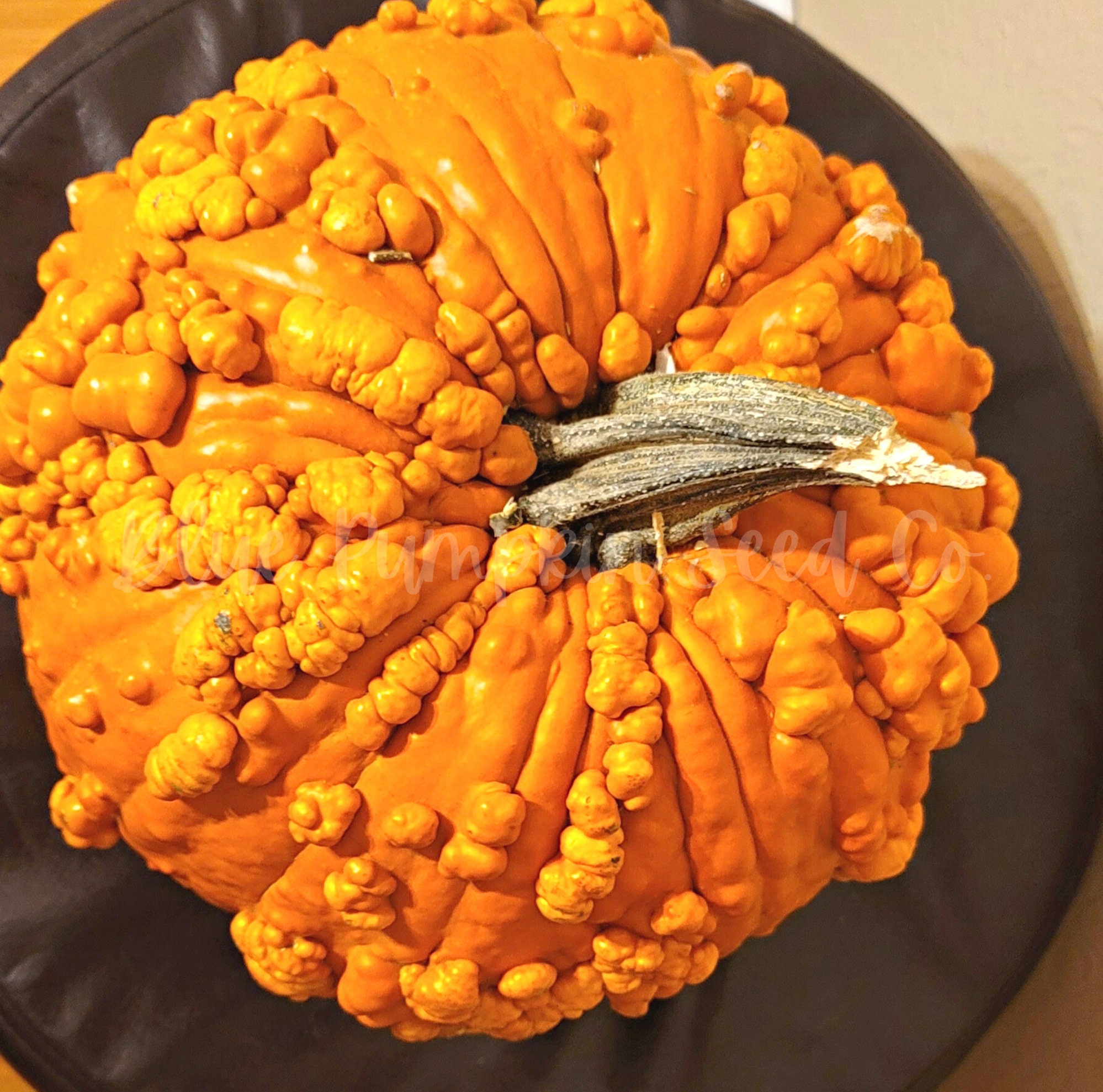 Knucklehead Pumpkin f1/c.pepo: Bumpy Pumpkin. Warty Pumpkin - Etsy