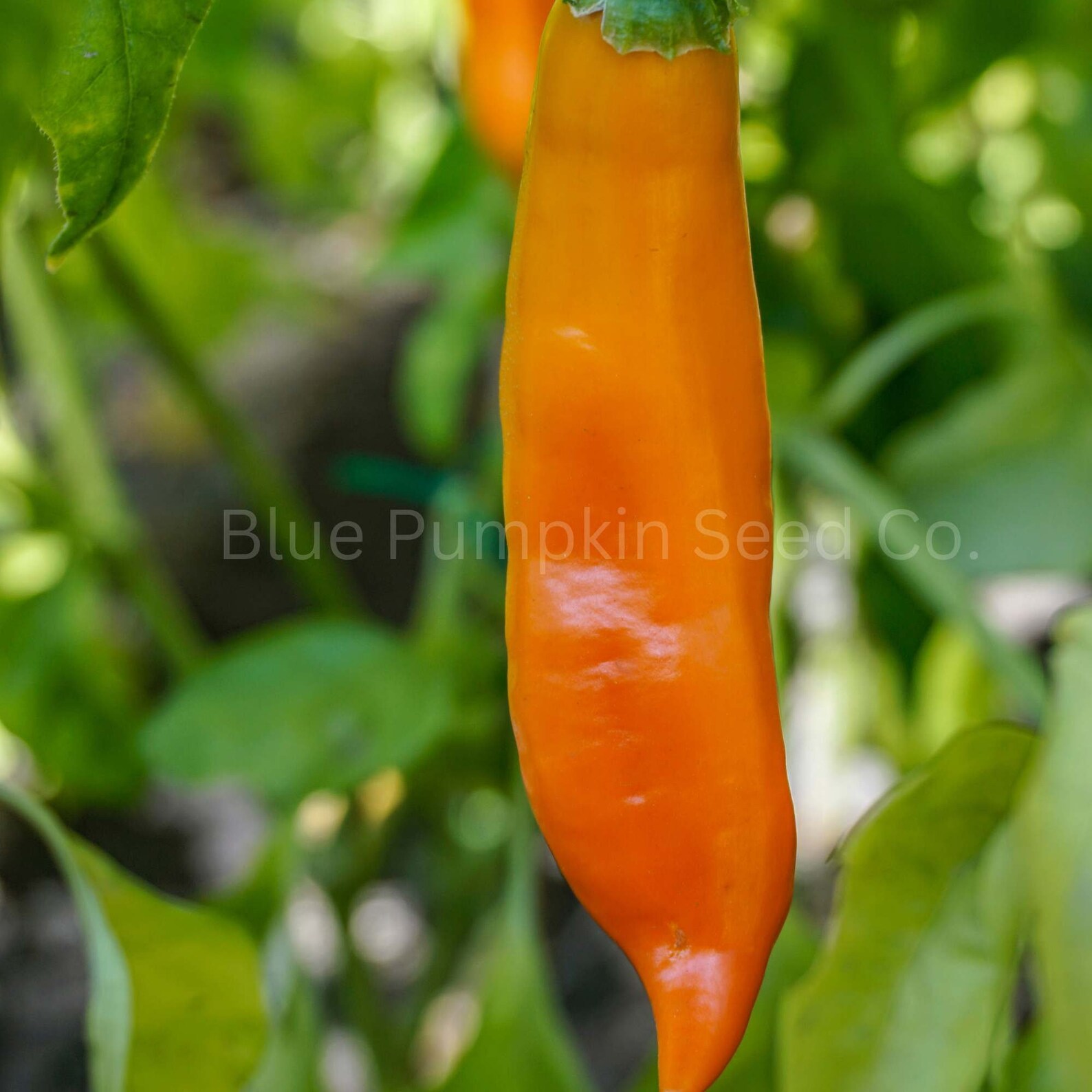 Peruvian Aji Amarillo Chili Seeds (organic): Aji Amarillo, Gold Chili ...