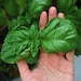Large Leaf Italian Basil (heirloom): Extra Large Basil, Sweet Basil ...