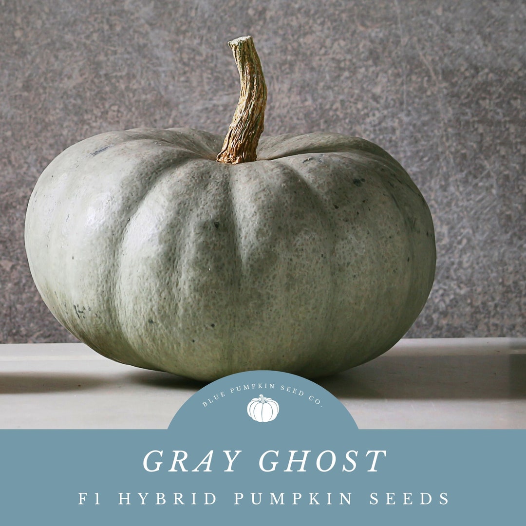 Gray Ghost Pumpkin (F1/PMR/ C.pepo): Grey Pumpkin, Hybrid Pumpkin ...