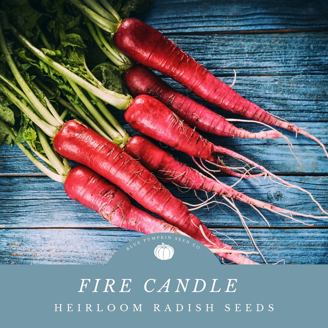Fire Candle Radish Seeds: Ignite Your Garden and Spice up Your Dishes ...