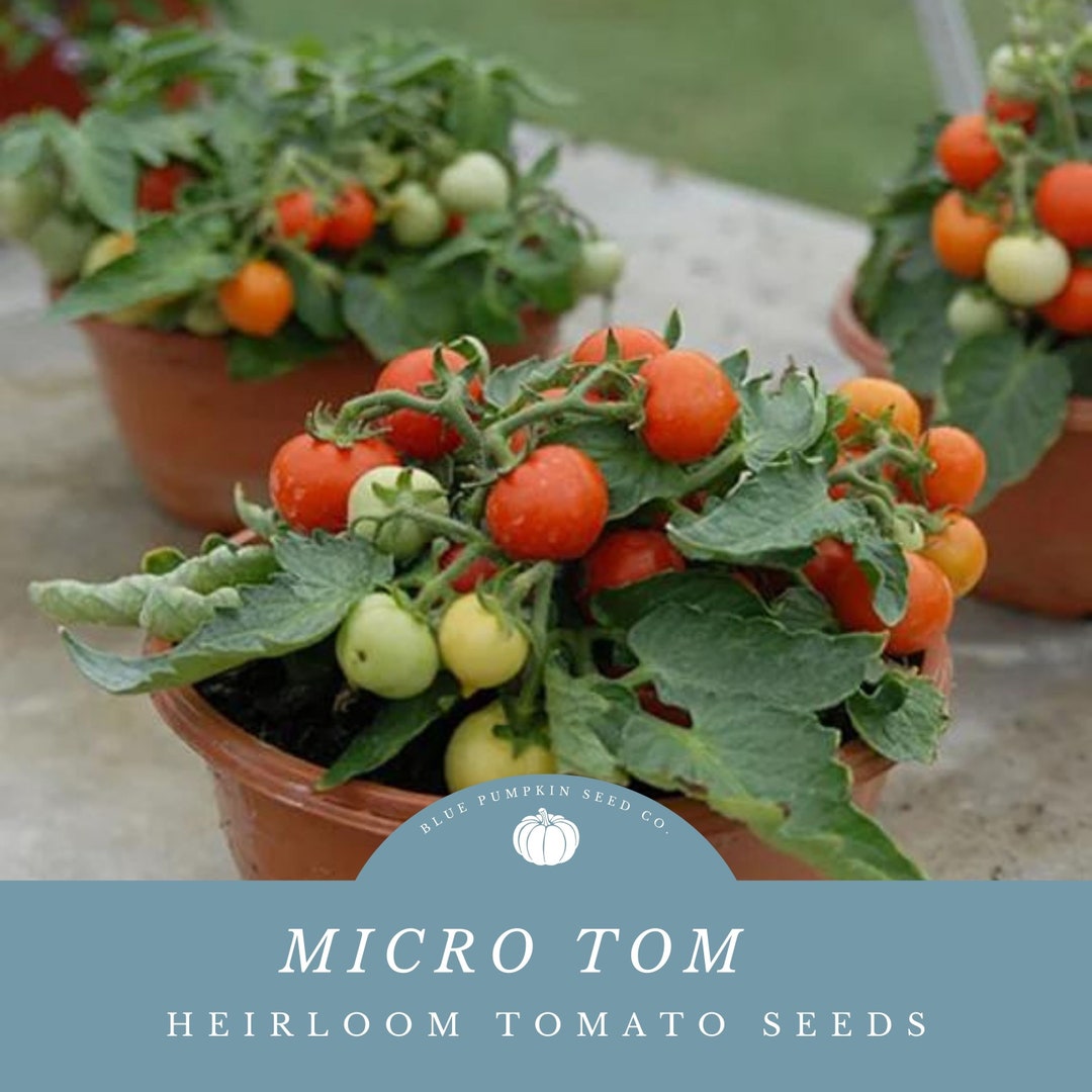 Micro Tom Tomato Seeds: Micro Tomato, Miniature Tomato, Dwarf Tomato ...