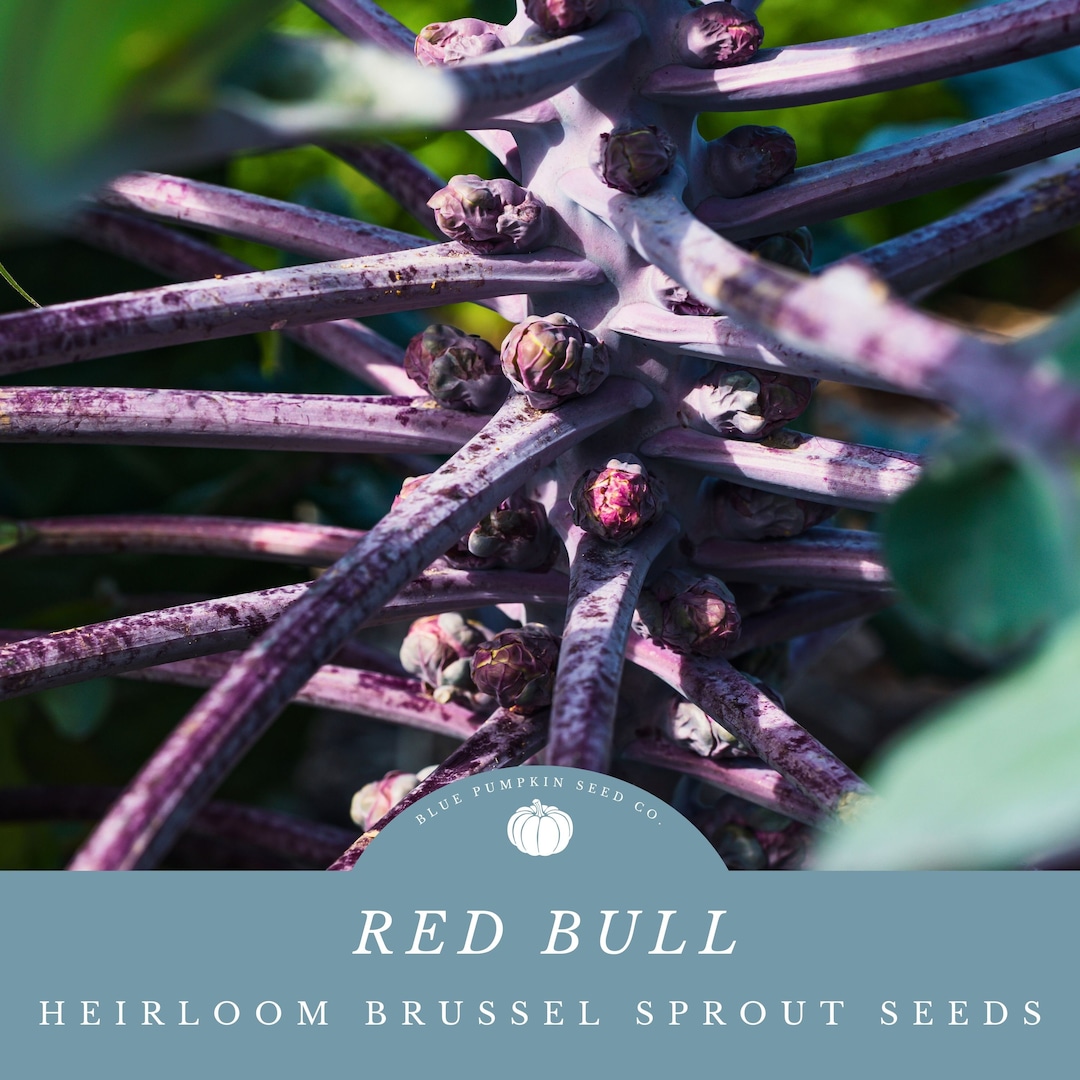 Red Bull Brussels Sprout (heirloom) Seeds: Purple Brussels Sprouts, Red ...