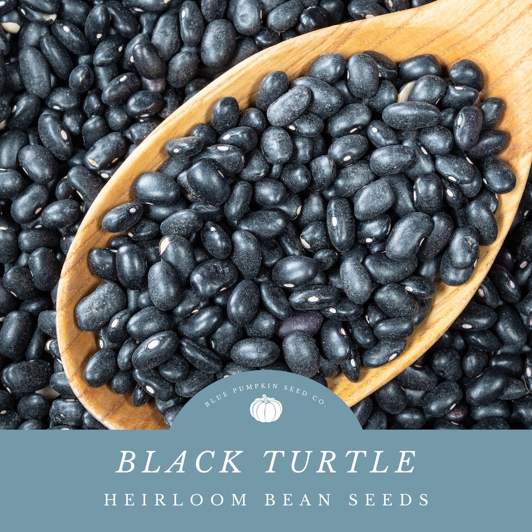 Black Turtle Bean Seeds: Abundant Harvest! Black Turtle Bean Seeds ...