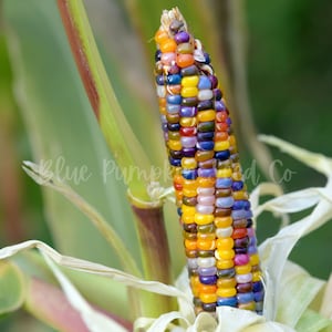 Glass Gem Corn Seeds (organic) : Glass Corn, Rainbow Corn, Heirloom ...