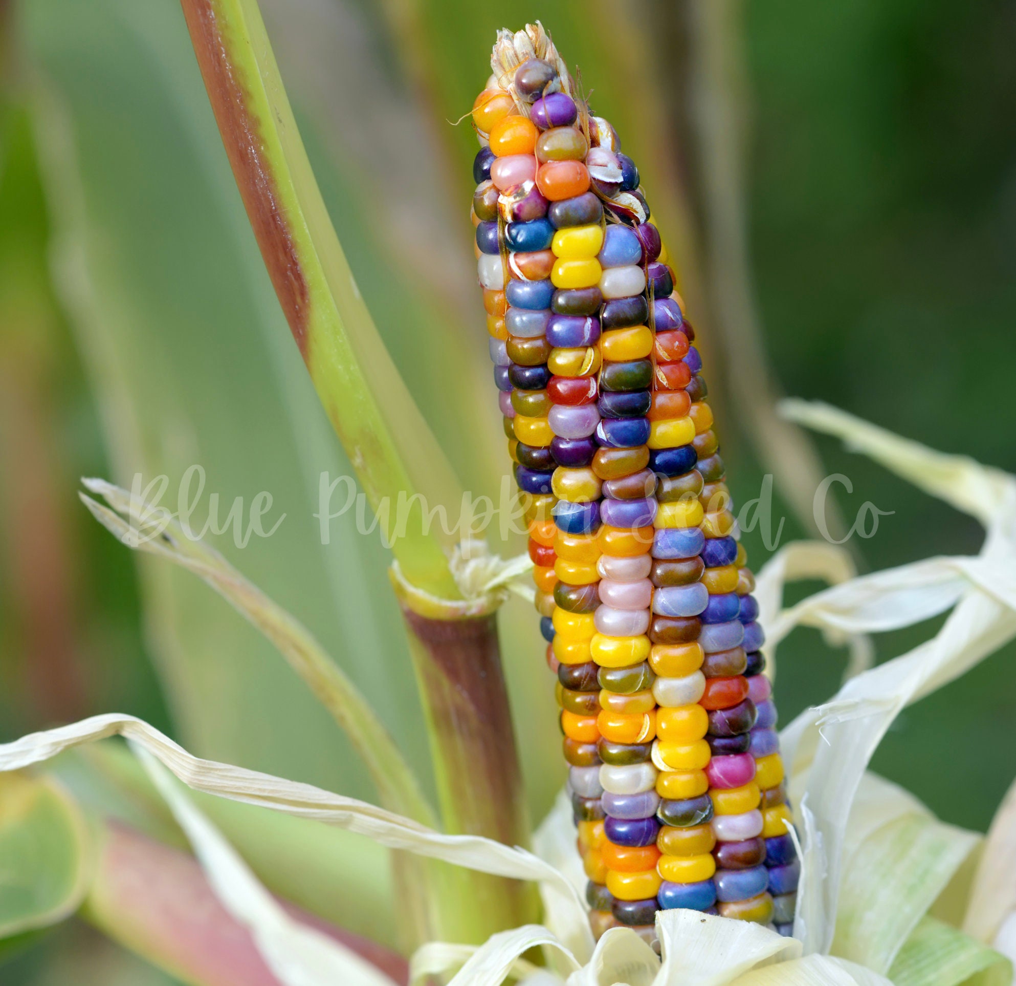 Glass Gem Corn Seeds (organic) : Glass Corn, Rainbow Corn, Heirloom ...