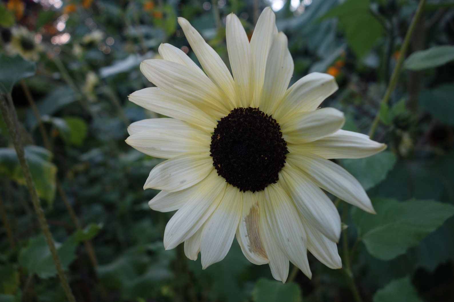 Strawberry Lemonade Sunflower Seed Mix: Strawberry Blonde Sunflower ...