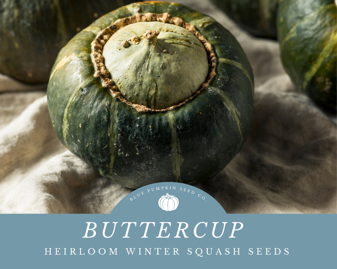 Burgess Buttercup Seeds (certified Organic) - Grow Your Own Unique ...