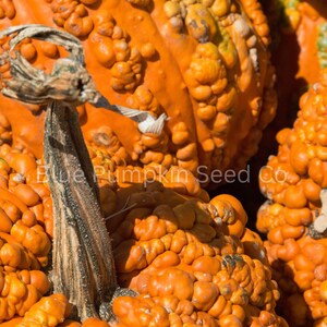Knucklehead Pumpkin (f1/c.pepo): Bumpy Pumpkin. Warty Pumpkin, Scary Pumpkin, Pumpkin Seeds ...