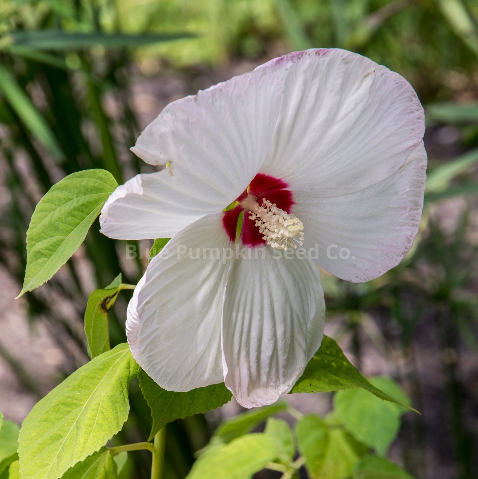 Swamp Rose Mallow perennial: Swamp Rose Swamp Mallow - Etsy