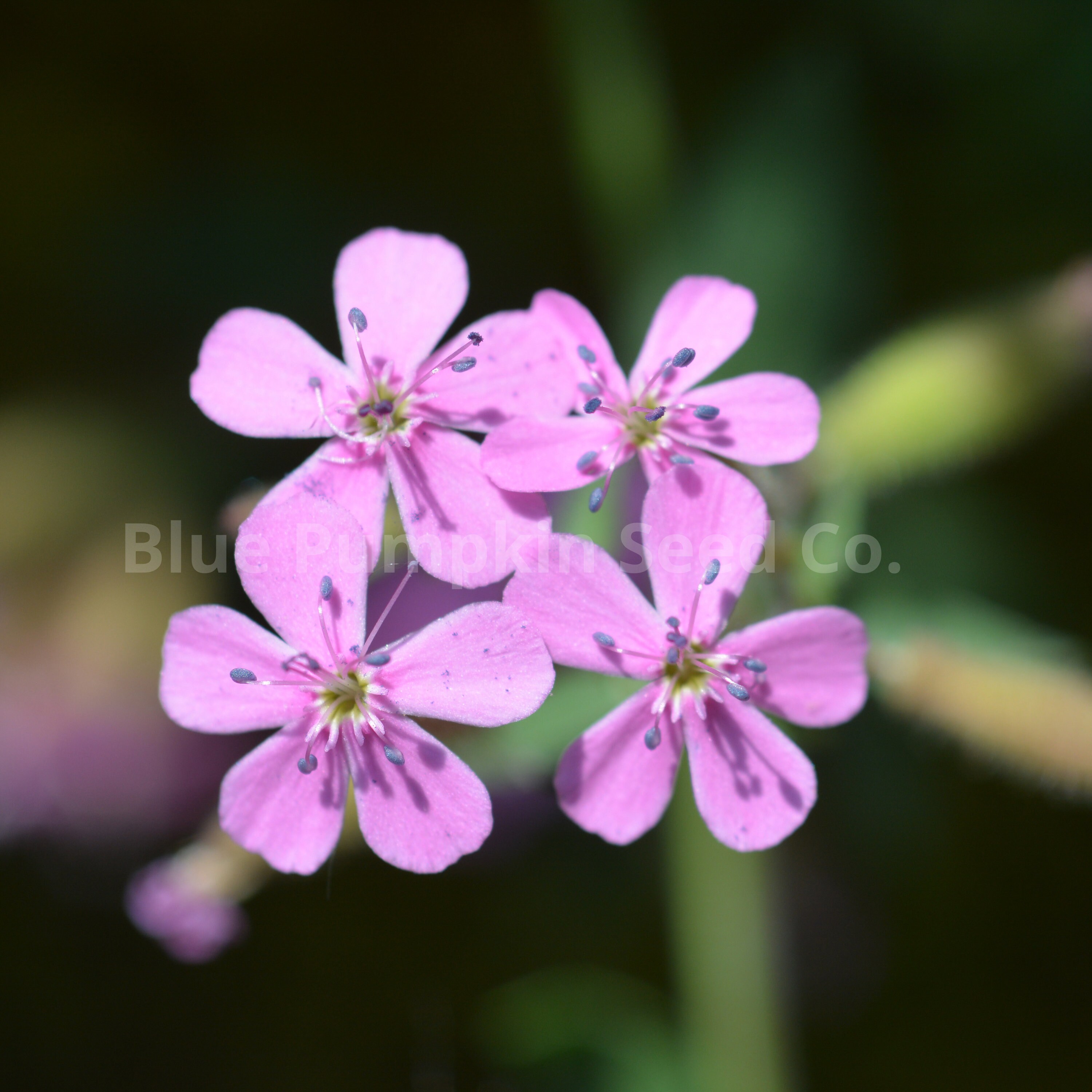 Soap Plant Seeds: Soapwort, Soap Weed, Bouncing-bet, Crow Soap, Wild ...