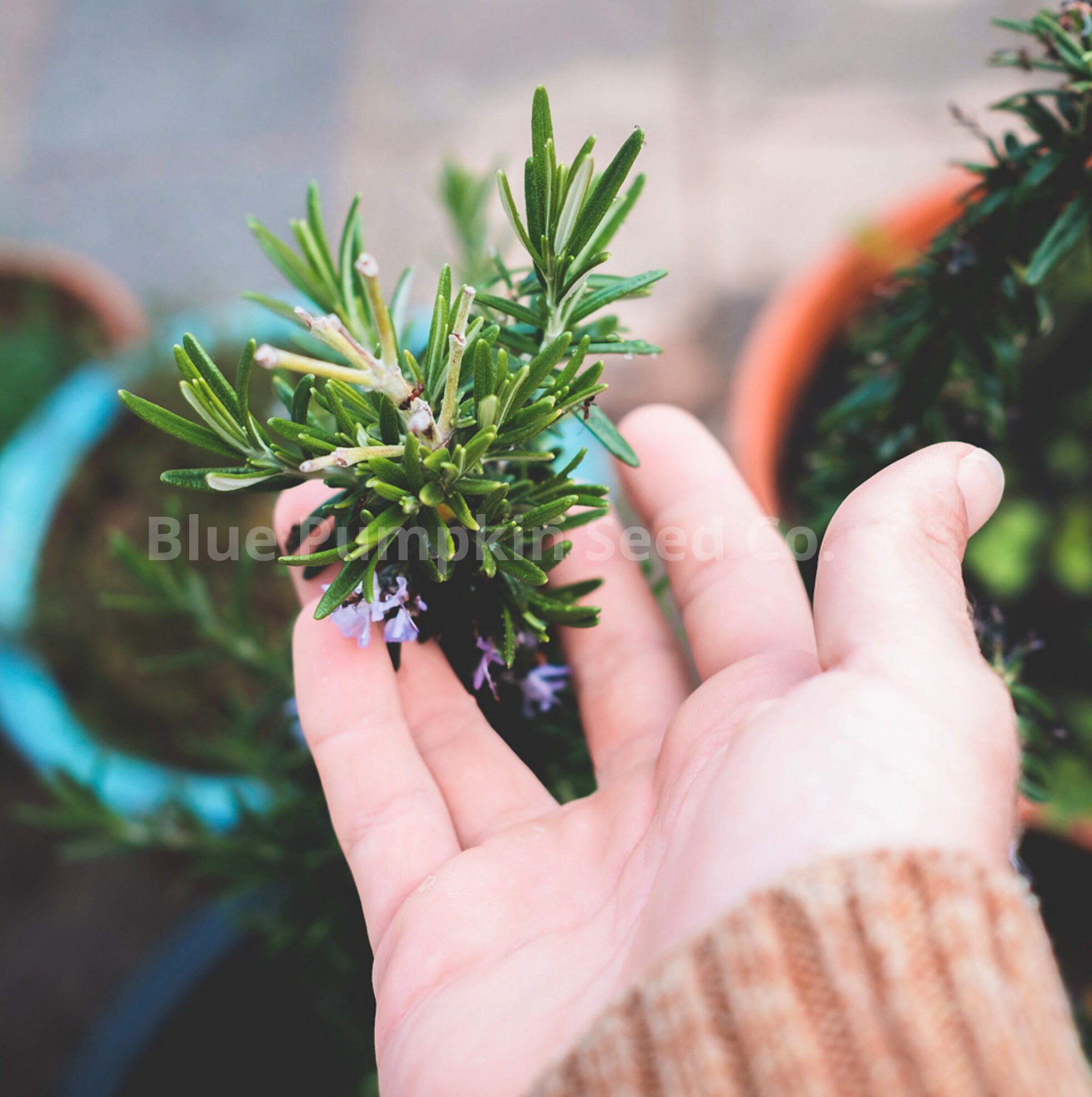 Rosemary (heirloom/op) Seeds: Compass Weed, Compass Plant, Encensier ...
