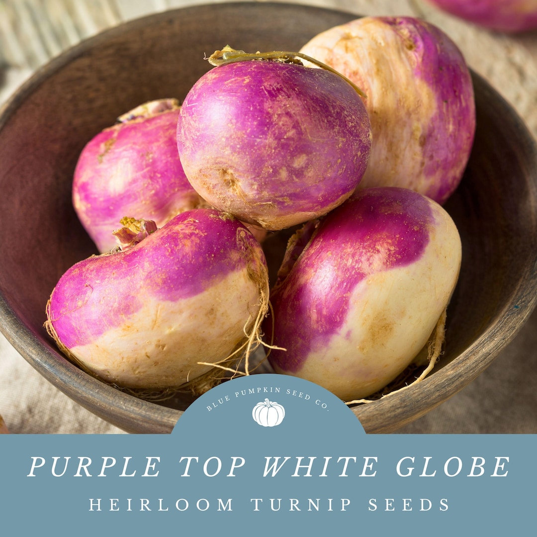 Purple Top White Globe Turnip Seeds: Grow Vibrant Purple Sweet Turnips ...