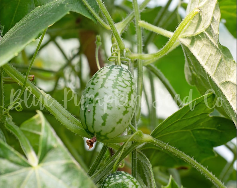 Mouse Melon Seeds: Melothria Scabra Cucamelon Mexican Sour | Etsy