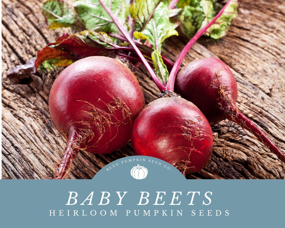 Baby Beet Seeds: Grow Miniature Beets -space-saving, Quick Maturing ...