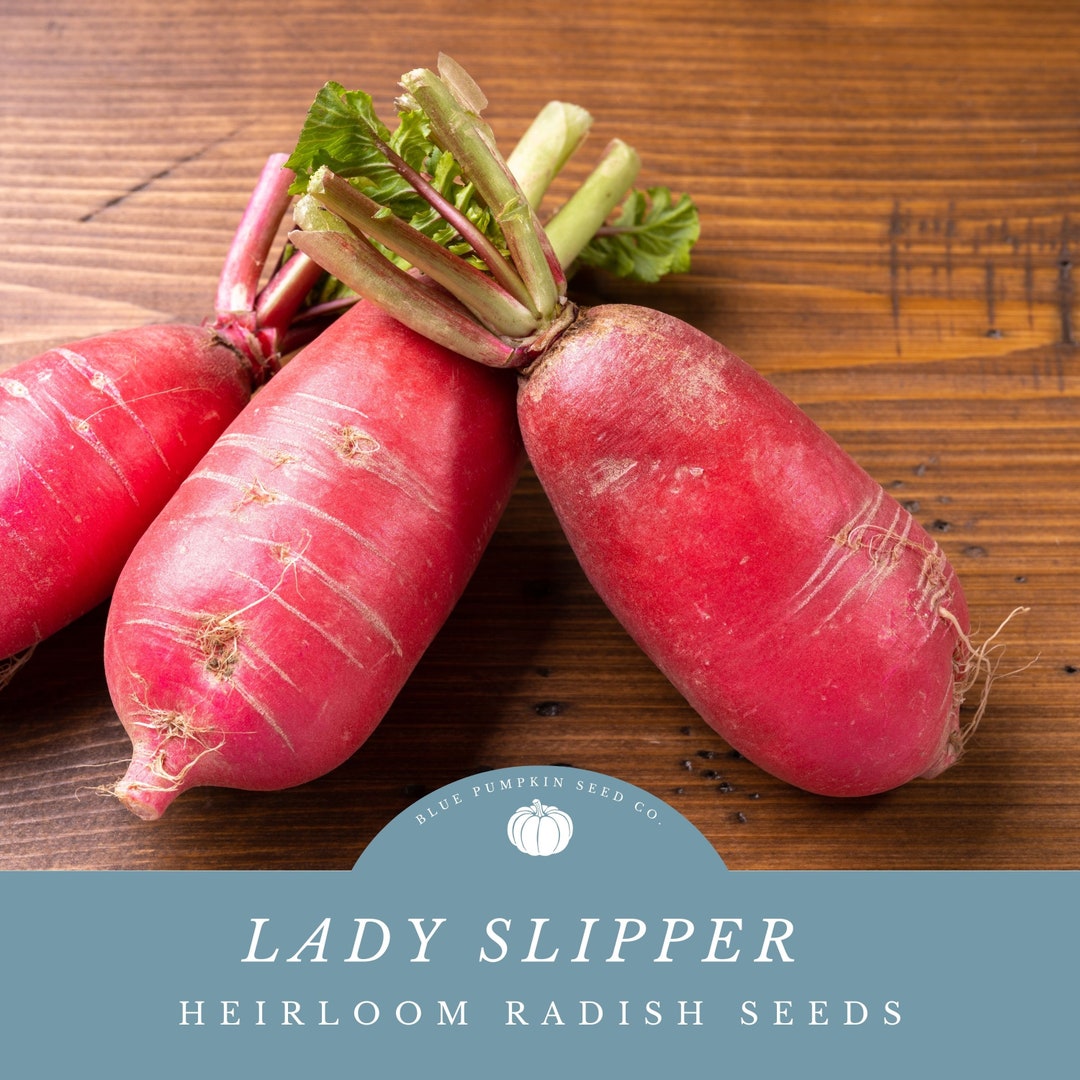 Lady Slipper Radish Seeds - Elevate Your Garden With Fast-growing and ...