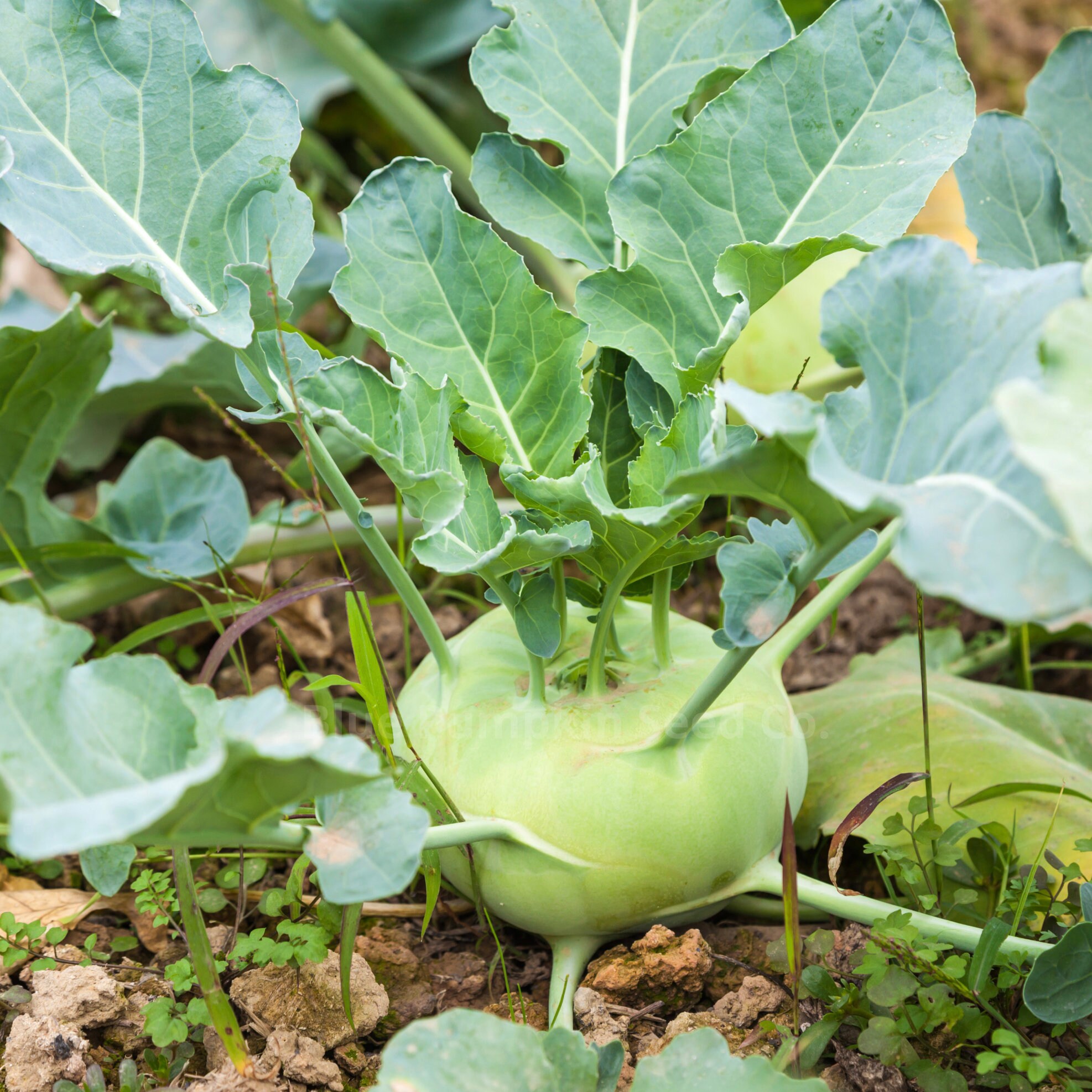 Superschmelz Kohlrabi Seeds: Giant White Kohlrabi German - Etsy