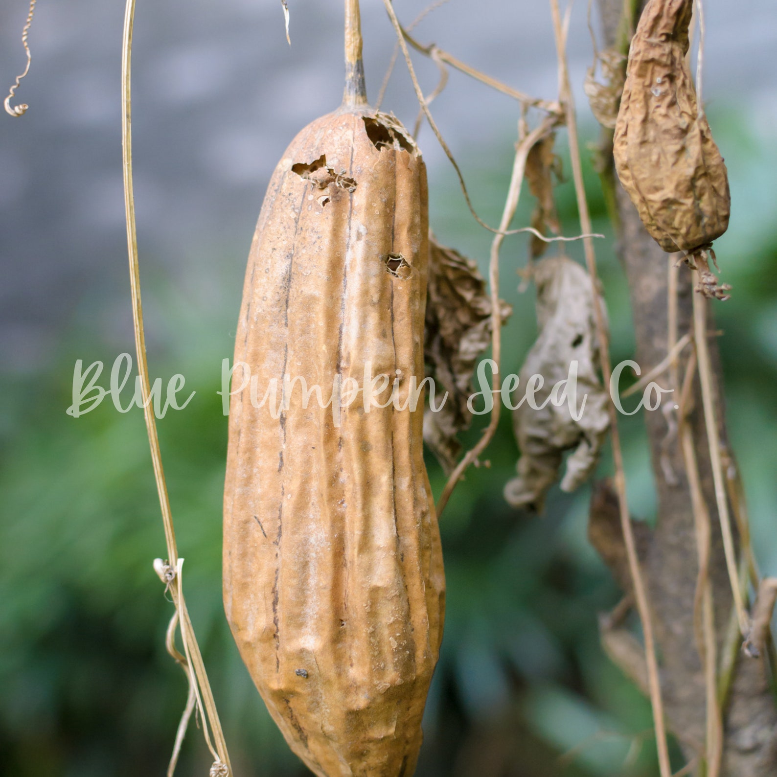 Smooth Luffa Gourd: Dishcloth Gourd Sponge Gourd Dish Cloth - Etsy
