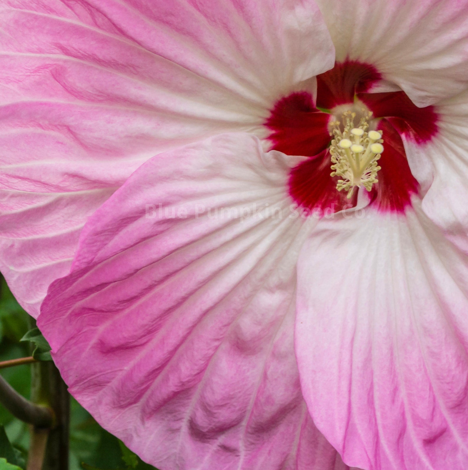 Swamp Rose Mallow (perennial): Swamp Rose, Swamp Mallow, Hibiscus ...