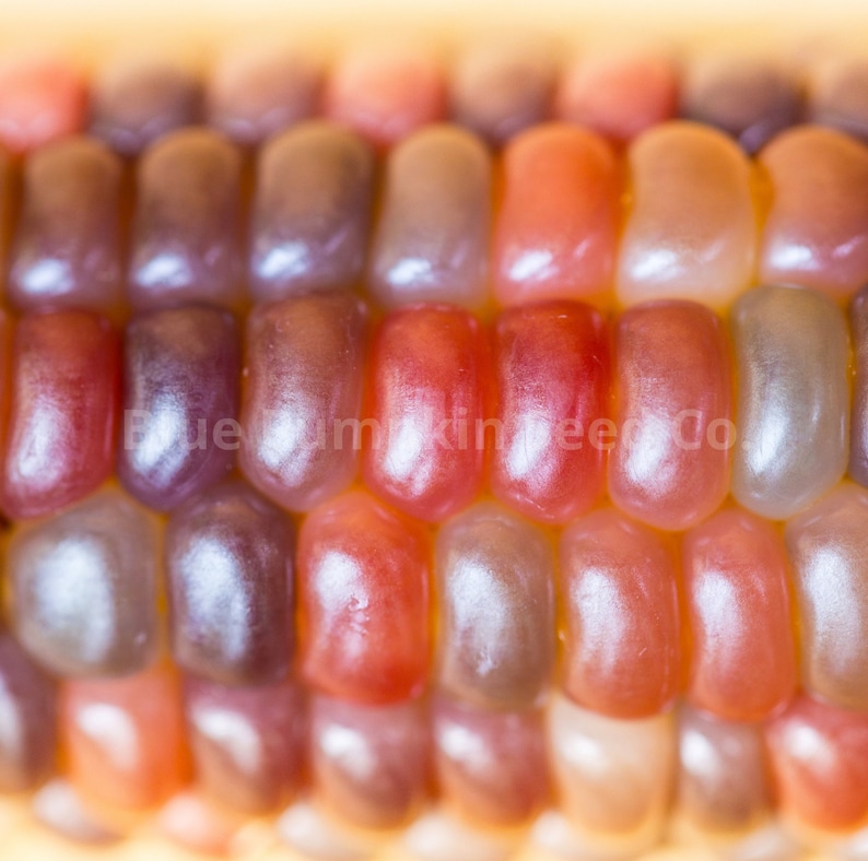 Neon Pink Corn heirloom/op Seeds: Pink Corn Pink Popping - Etsy