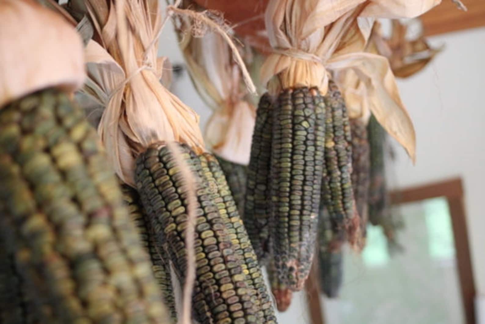 Oaxacan Green corn : Oaxacan green dent green corn maize | Etsy