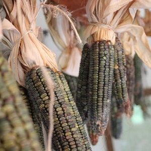 Oaxacan Green Corn : Oaxacan Green Dent, Green Corn, Maize Verde ...