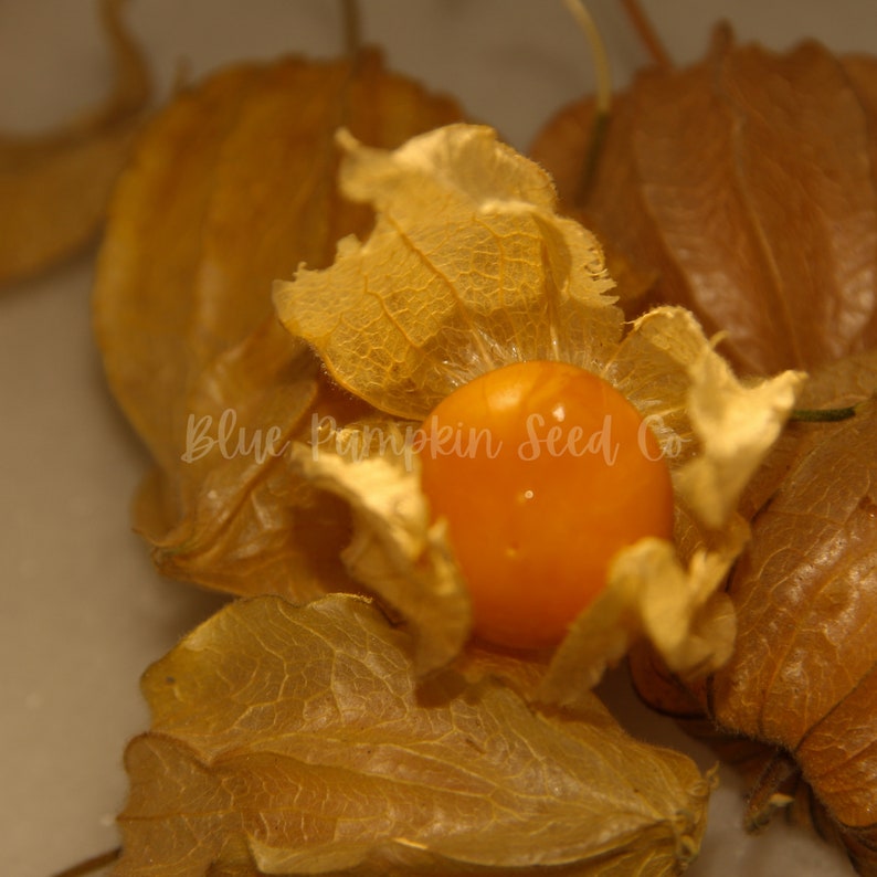 Pineapple Ground Cherry (heirloom) : Ground Cherry, Inca Berry, Golden ...